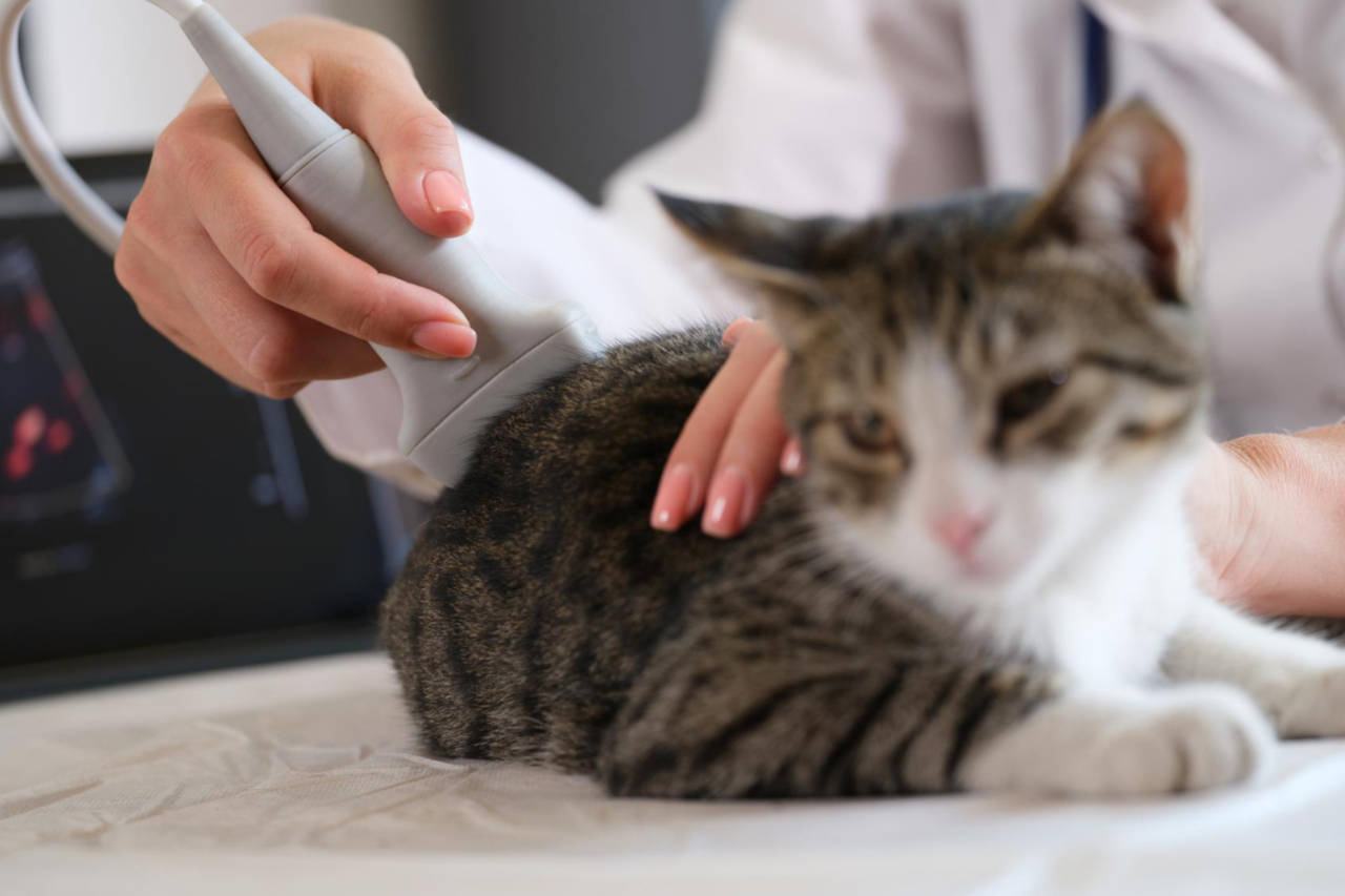 Pet Ultrasound In Harper Woods, MI 48225 | Harper Woods Veterinary Hospital